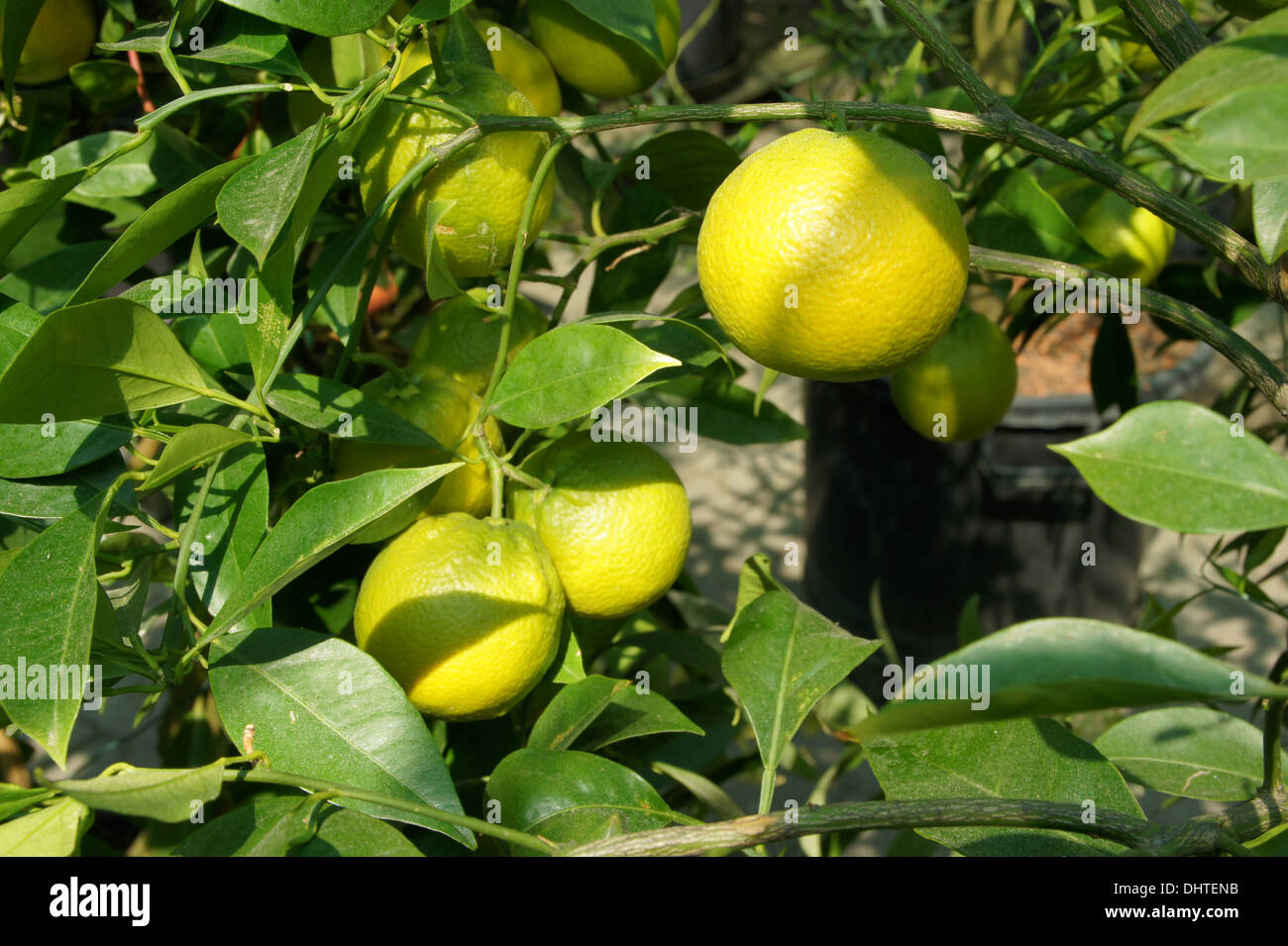 Orange trees citrus x sinensis hi-res stock photography and images - Alamy