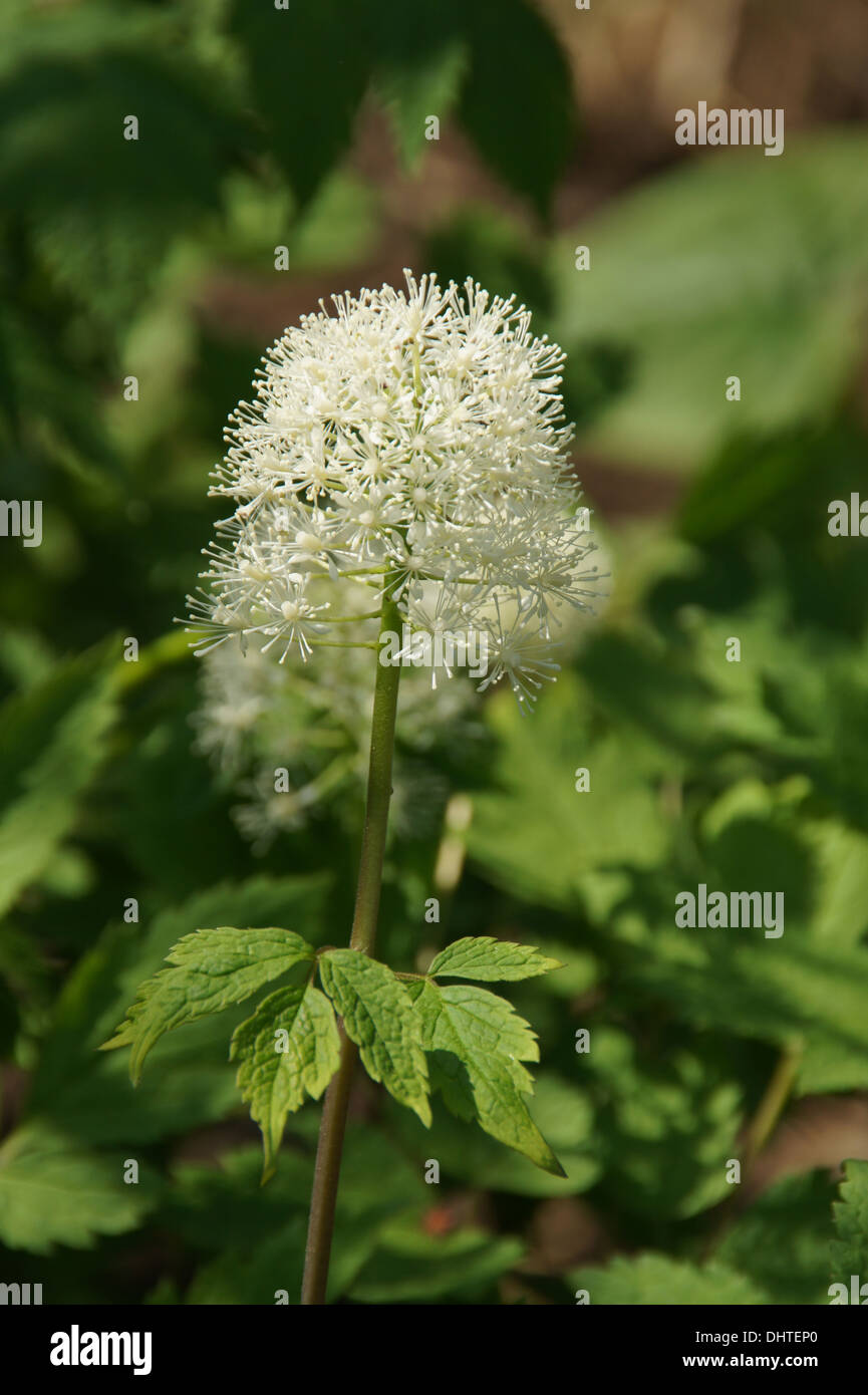 Christopher herb hi-res stock photography and images - Alamy