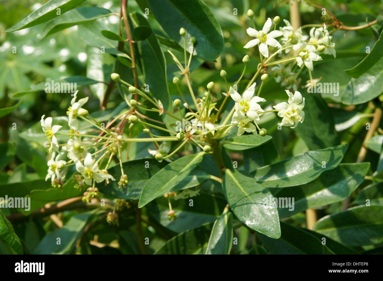 Drimys hi-res stock photography and images - Alamy