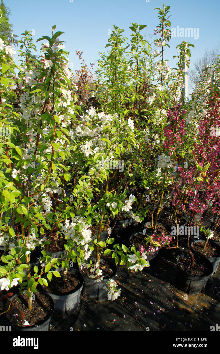 Apple trees in pots nursery hi-res stock photography and images - Alamy