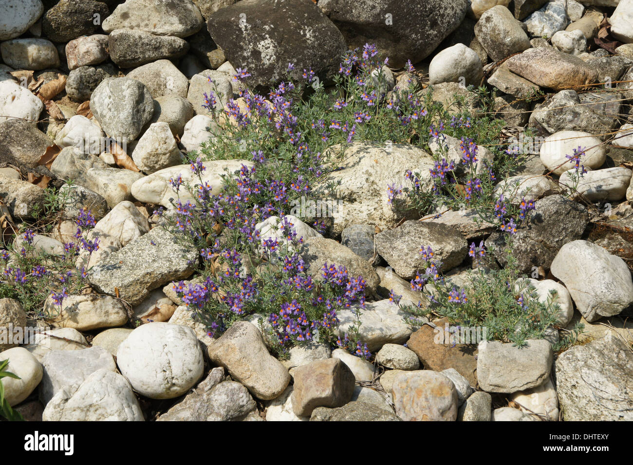 Alpine toadflax linaria alpina hi-res stock photography and images - Alamy