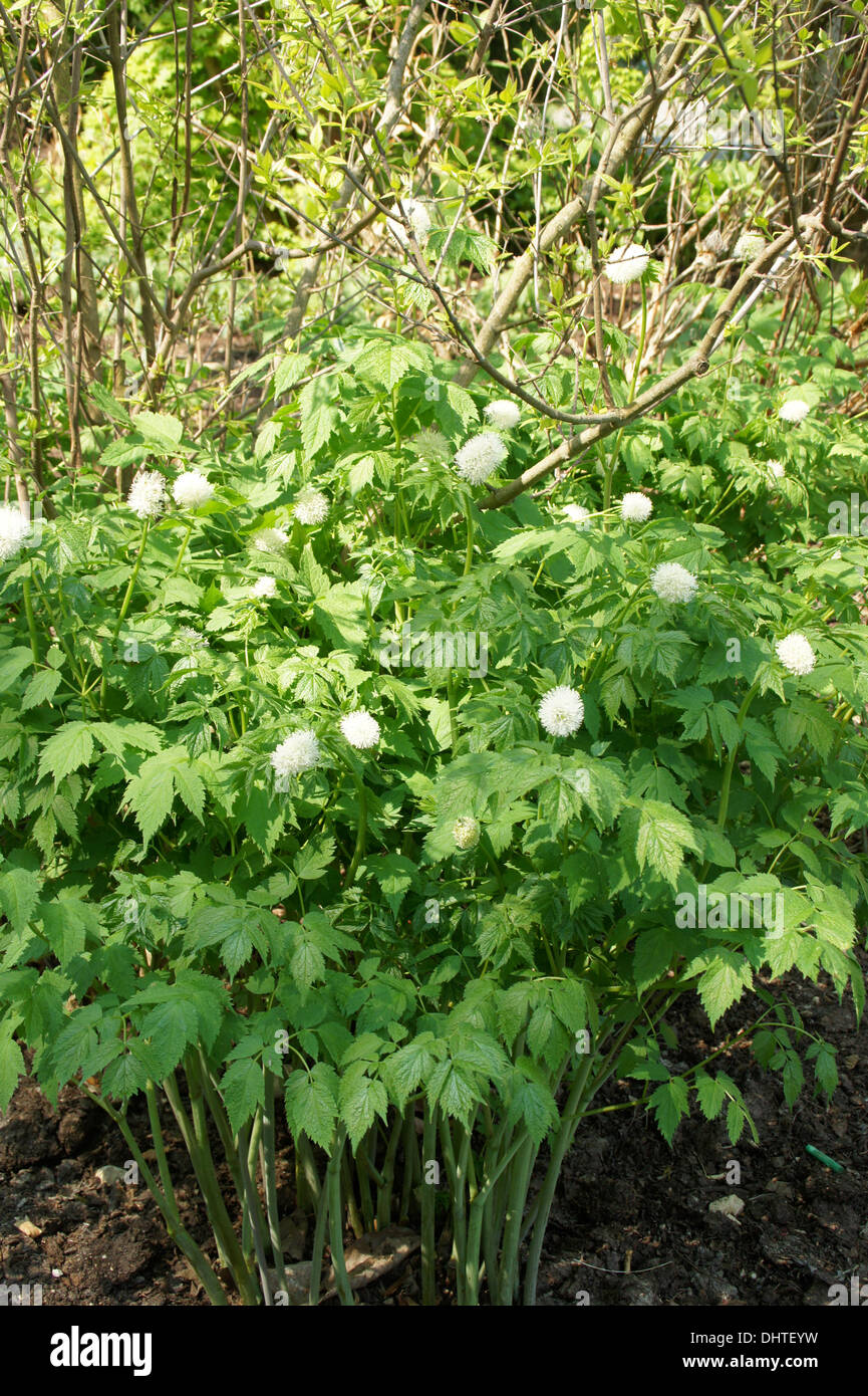 Christopher blume hi-res stock photography and images - Alamy