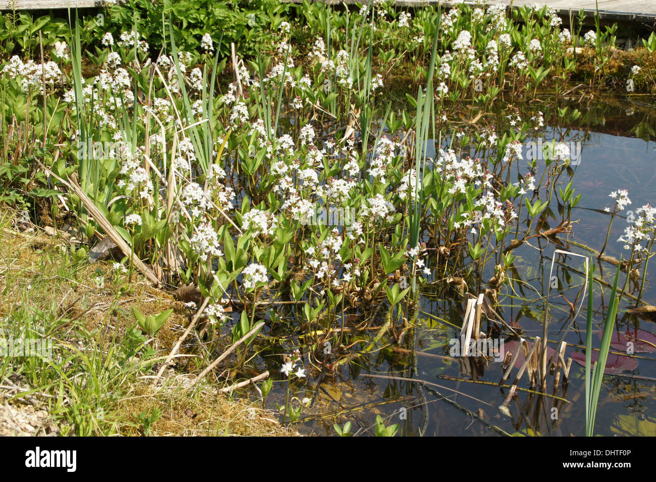 Fieberklee menyanthes trifoliata bog bean buckbean plant hi-res stock ...