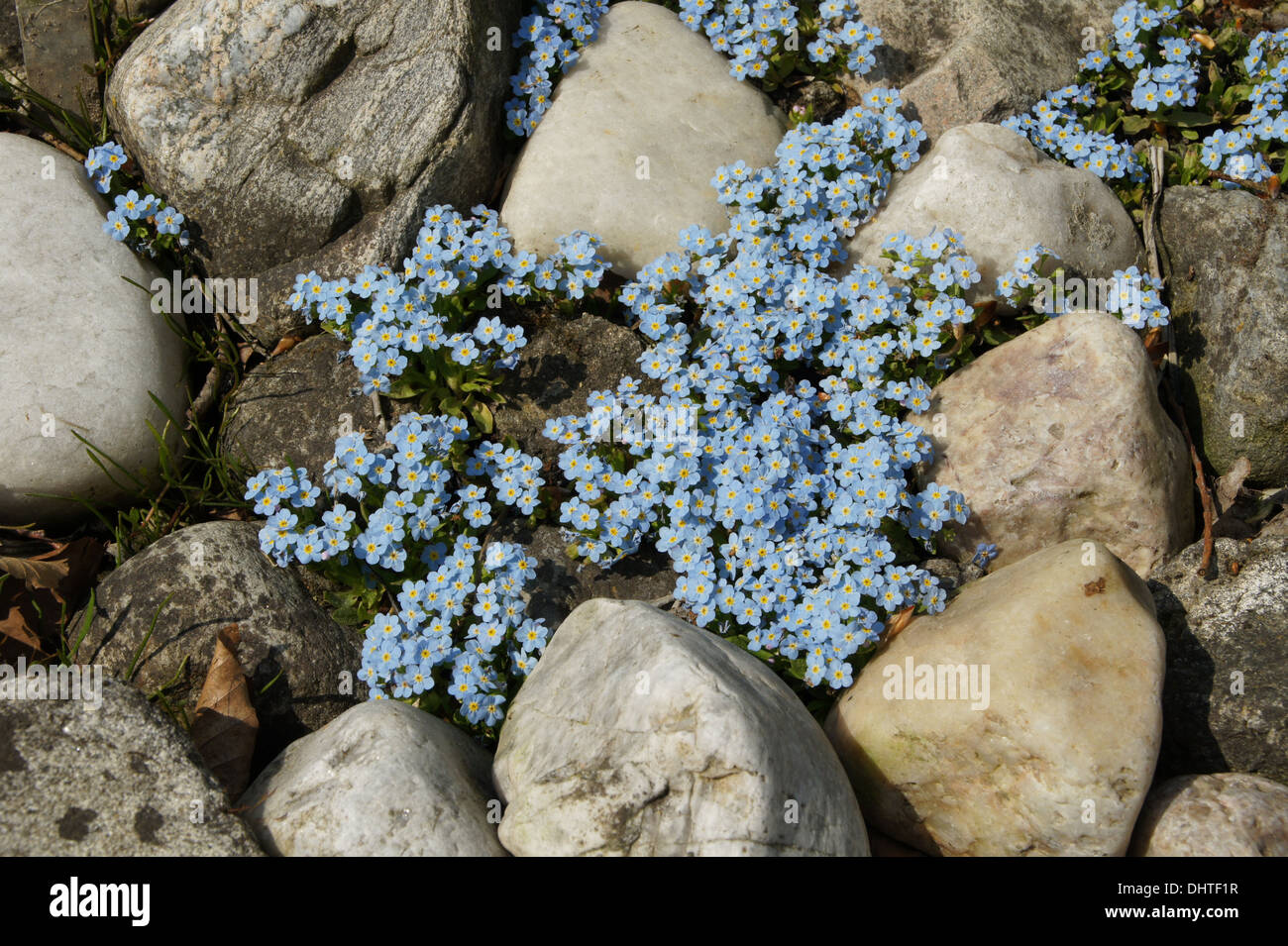Aquatic forget me not hi-res stock photography and images - Alamy
