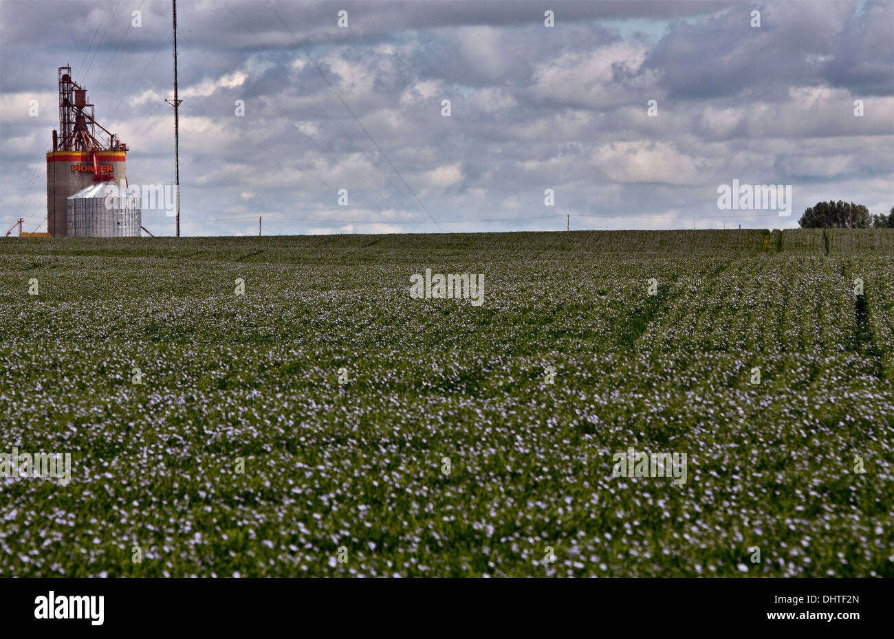 Flax Bloom in field in Saskatchewan Canada Stock Photo - Alamy