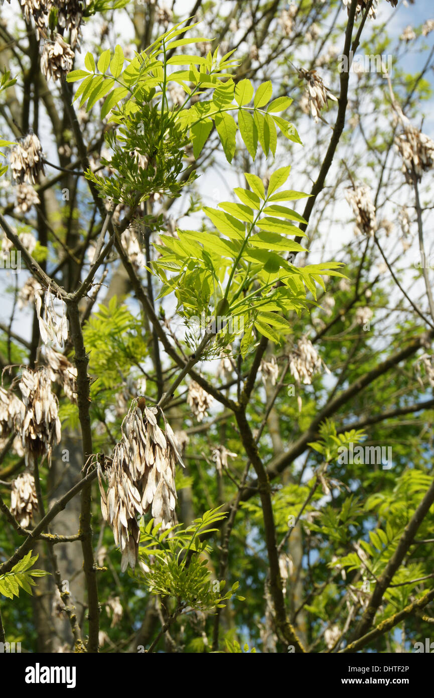 Ash tree blossoms hi-res stock photography and images - Alamy