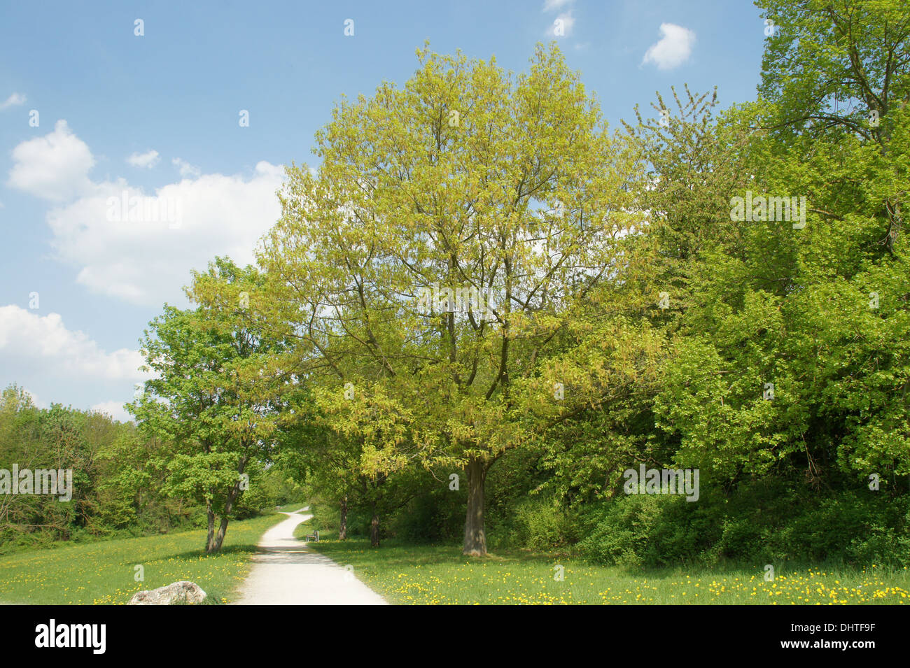 Northern red oak Stock Photo - Alamy