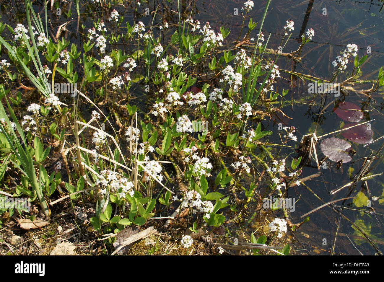 Fieberklee menyanthes trifoliata bog bean buckbean plant hi-res stock ...
