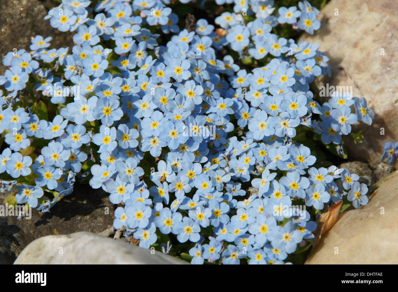 Aquatic forget me not hi-res stock photography and images - Alamy