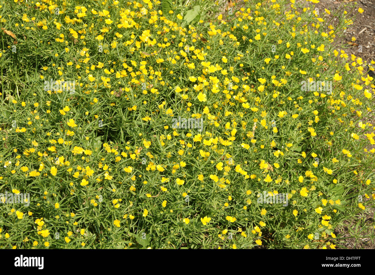 Golden buttercups hi-res stock photography and images - Alamy