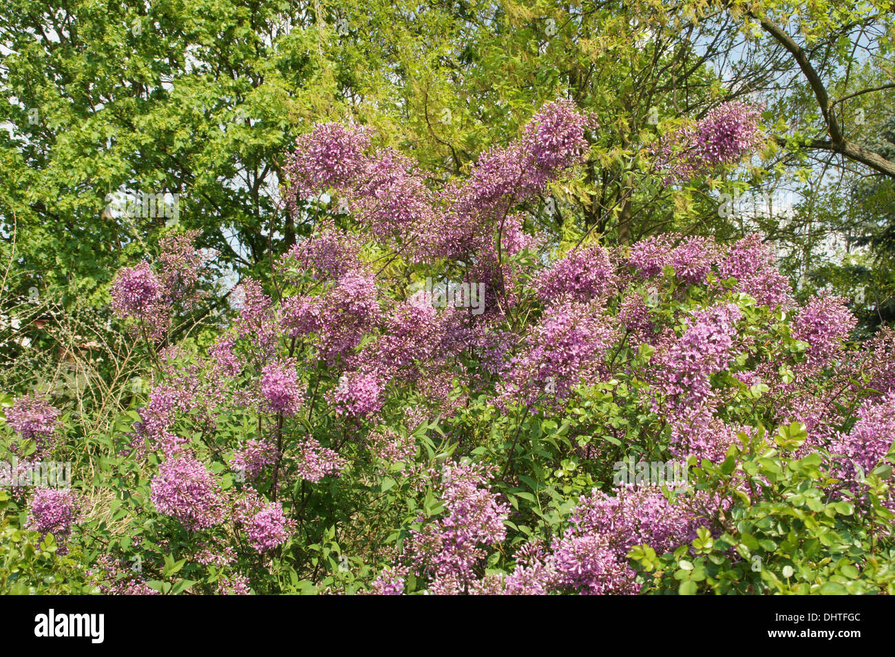 Chinese lilac syringa chinensis hi-res stock photography and images - Alamy
