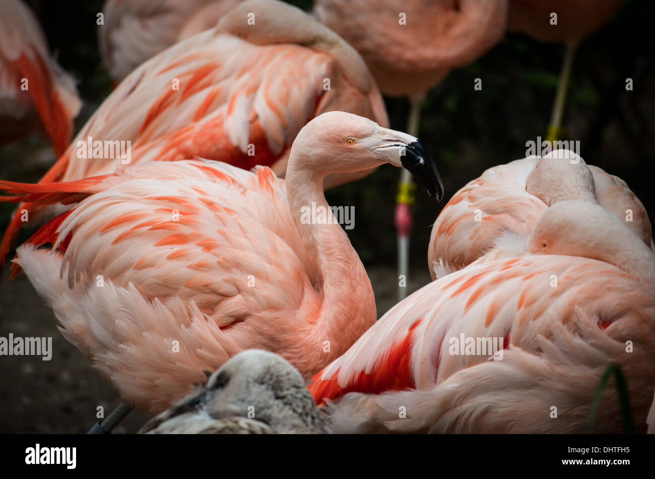 African lesser flamingo hi-res stock photography and images - Alamy