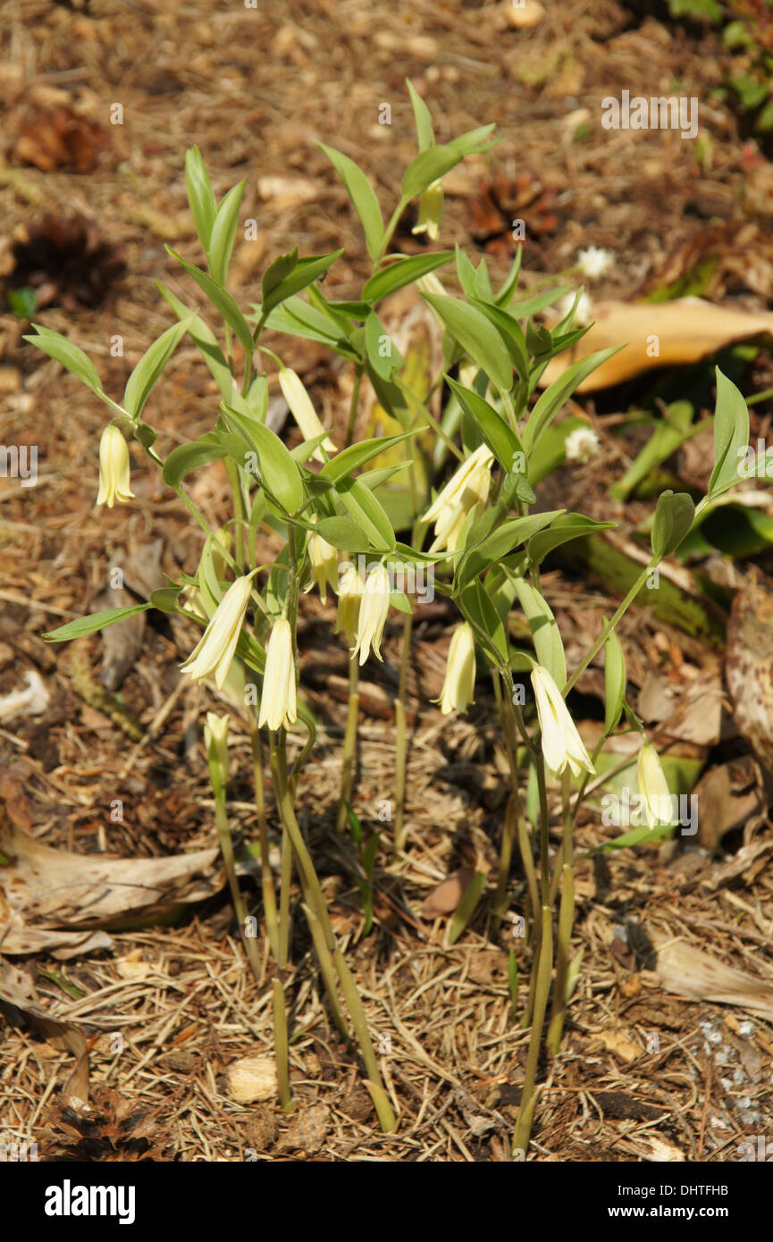 Merrybell hi-res stock photography and images - Alamy