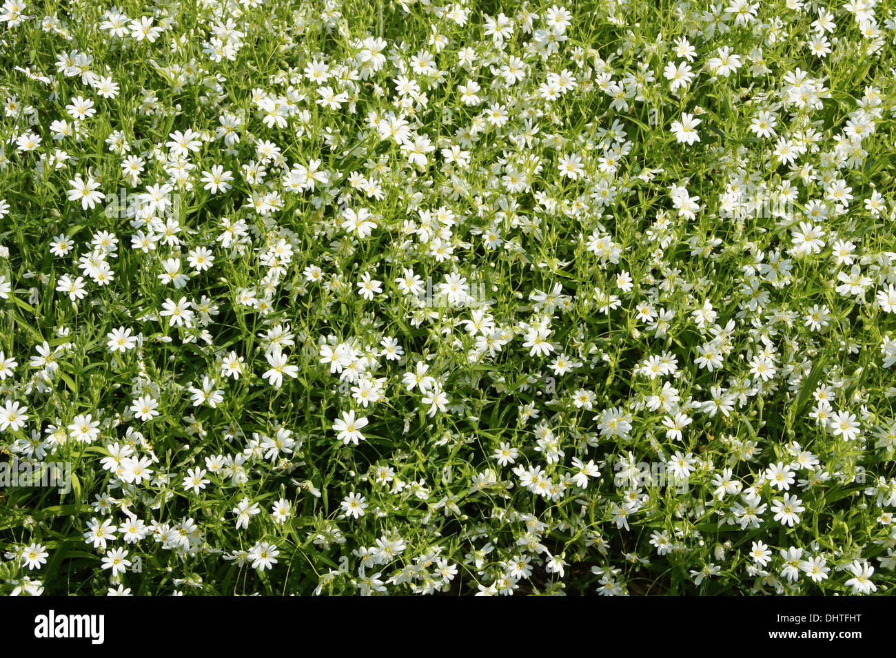 Greater stitchworts hi-res stock photography and images - Alamy