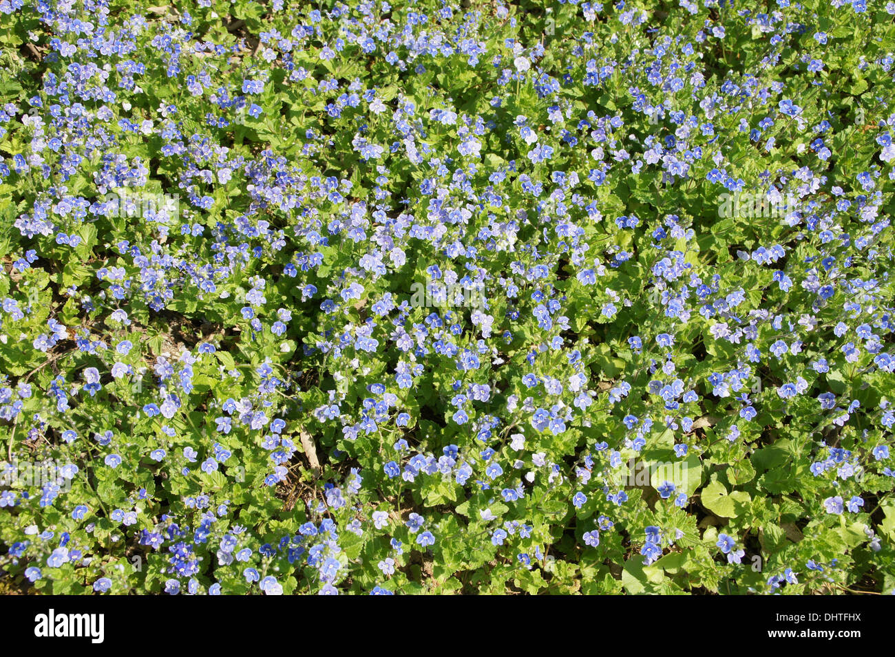 Germander Speedwell, High Resolution Stock Photography and Images - Alamy