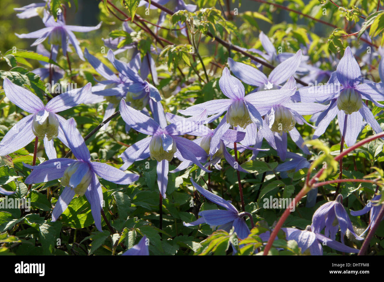Clematis alpine hi-res stock photography and images - Alamy