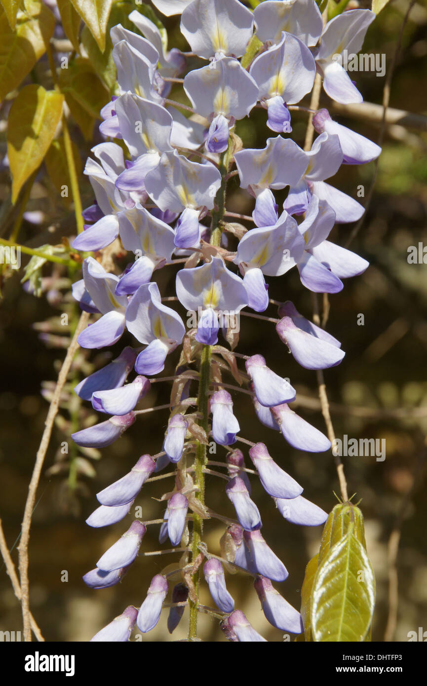 Glycine plant hi-res stock photography and images - Alamy