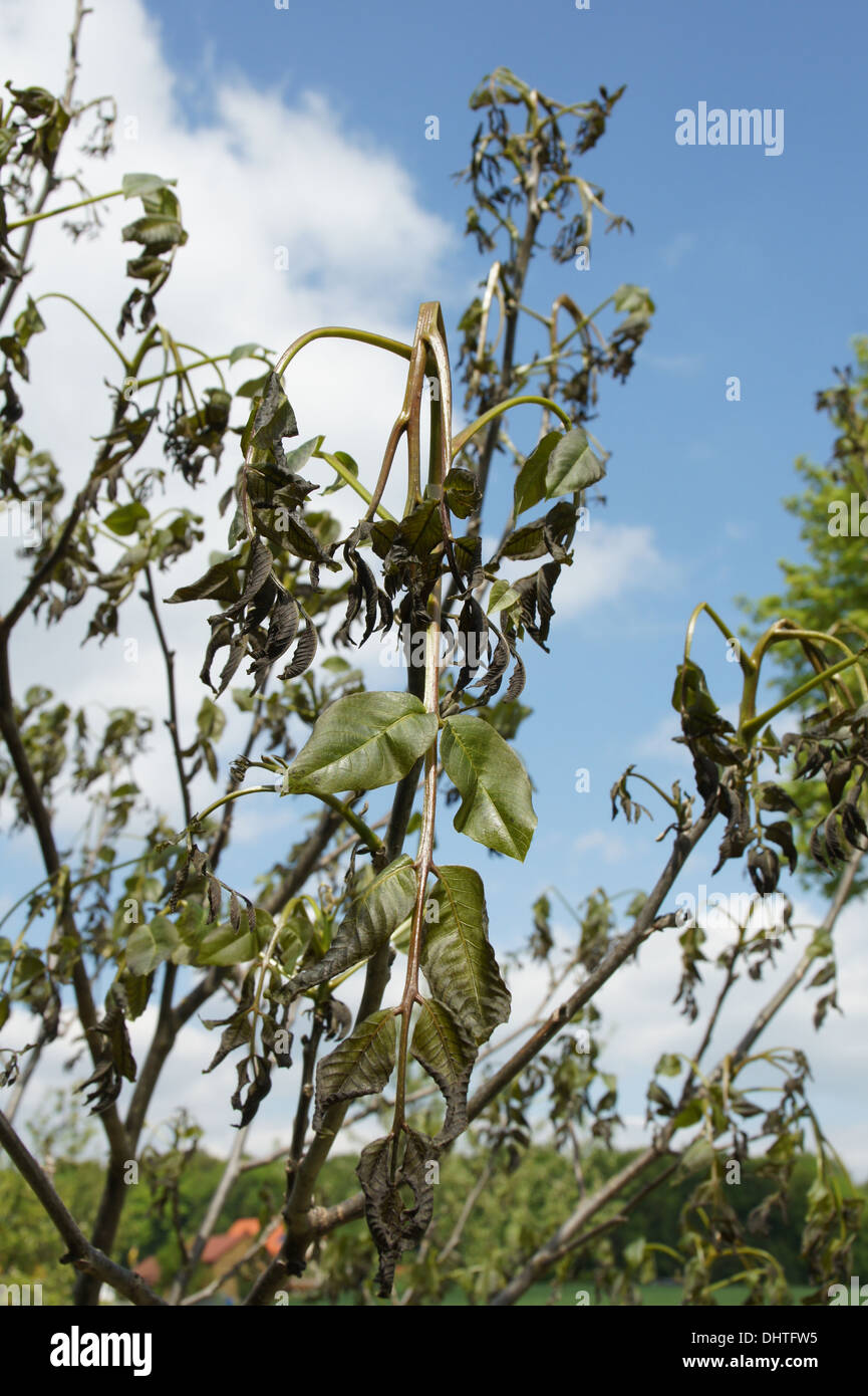 Walnut damage hi-res stock photography and images - Alamy