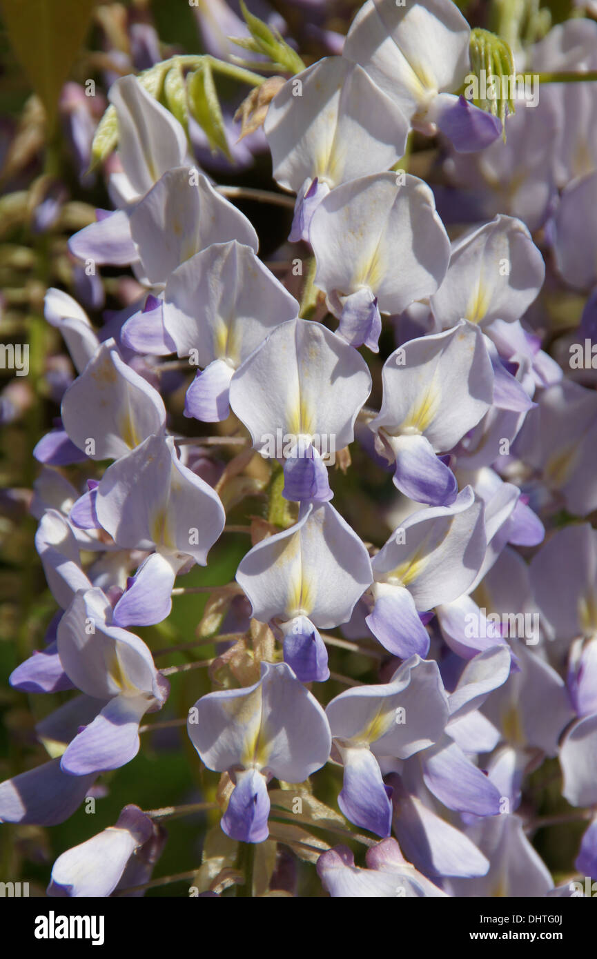 Glycine plant hi-res stock photography and images - Alamy