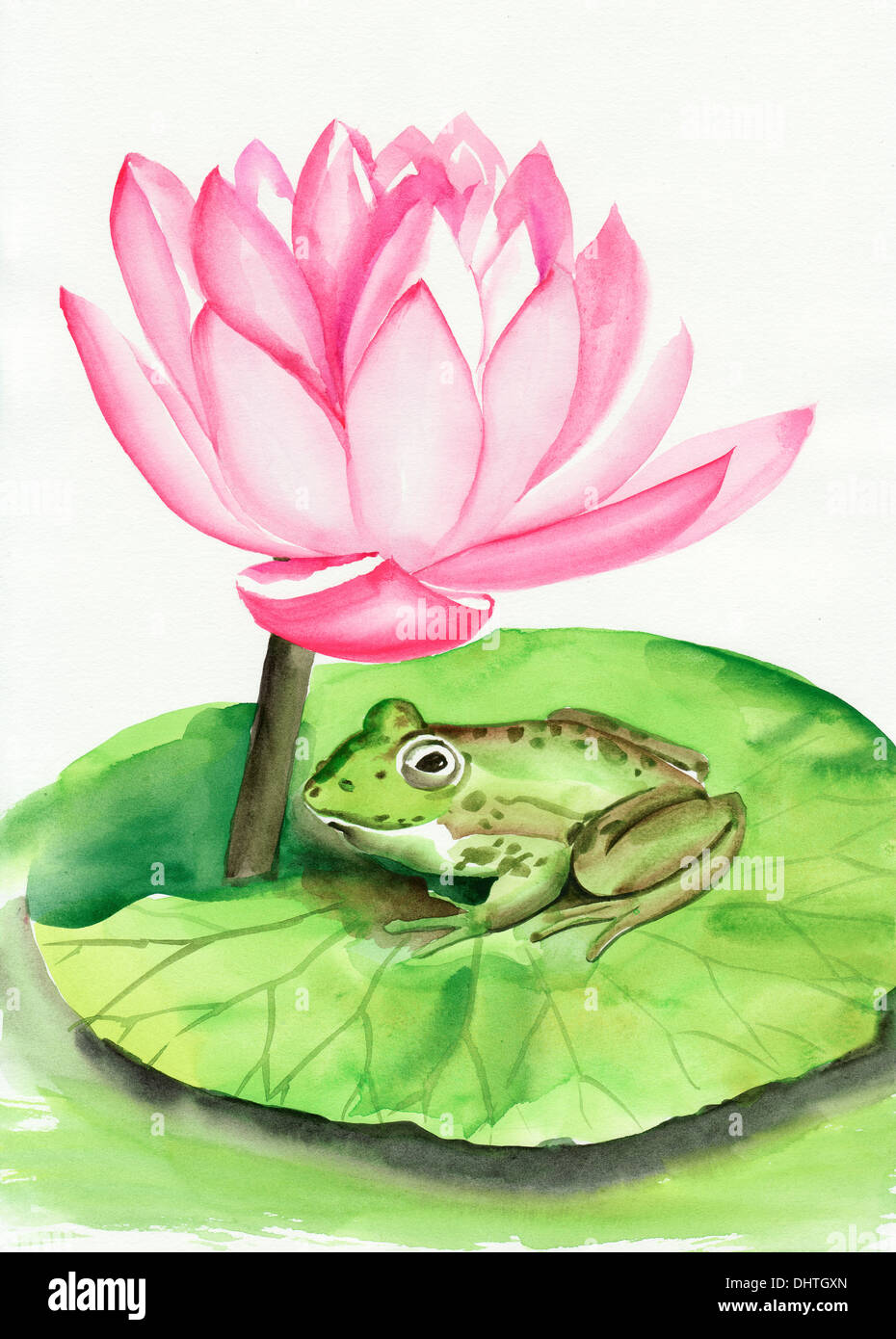 Frog sitting on a lotus leave under the flower Stock Photo - Alamy