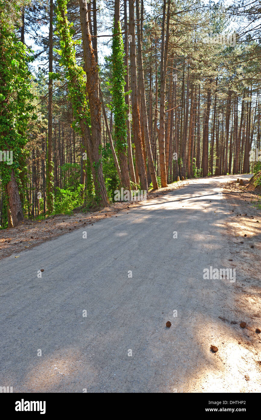 Road in the Forest Stock Photo - Alamy