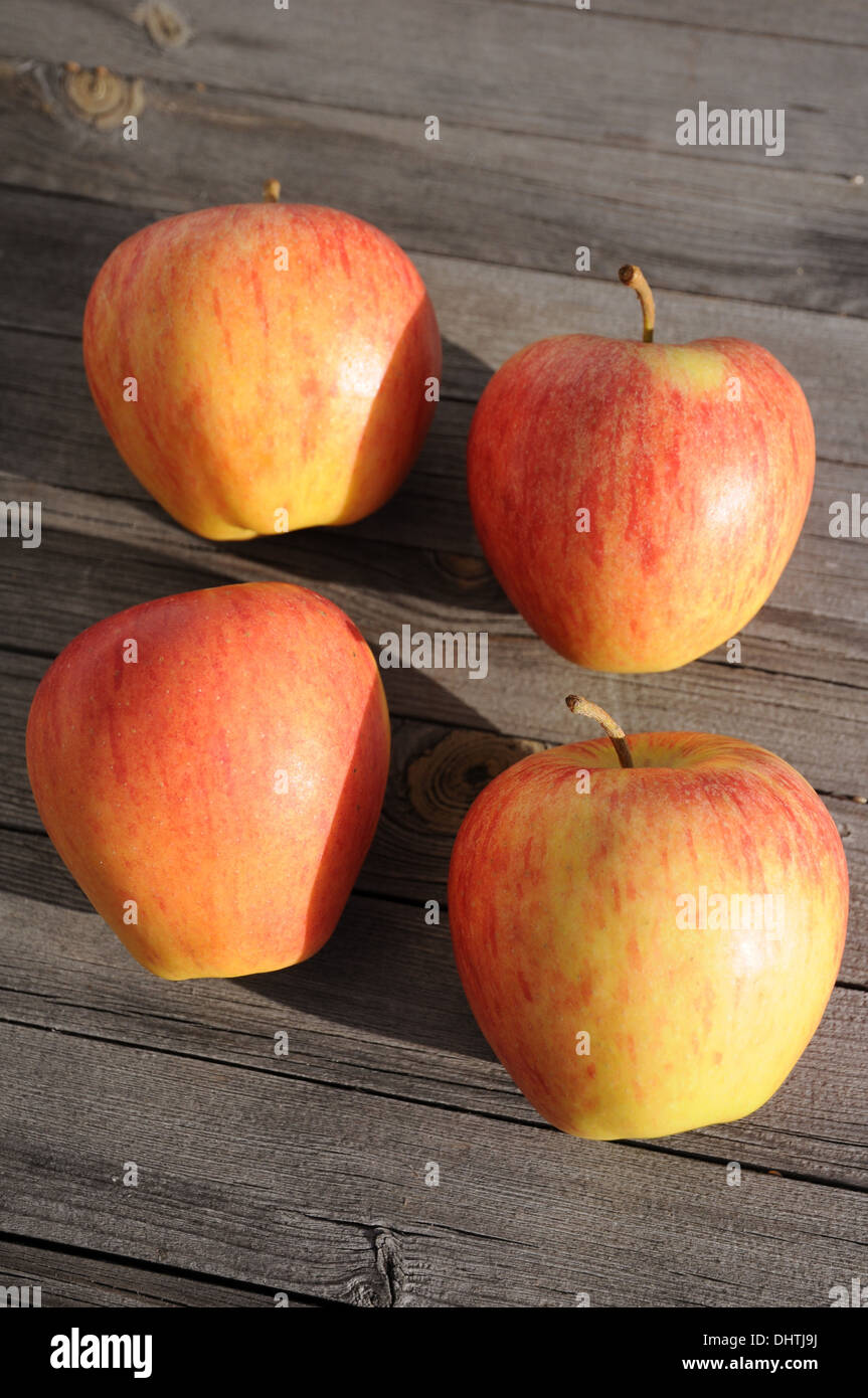 Apple tree malus domestica pinova hi-res stock photography and images ...