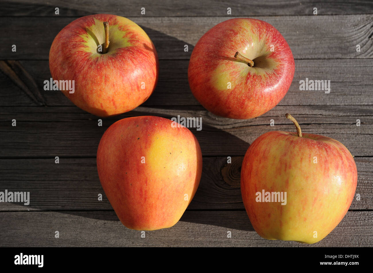Apple tree malus domestica pinova hi-res stock photography and images ...