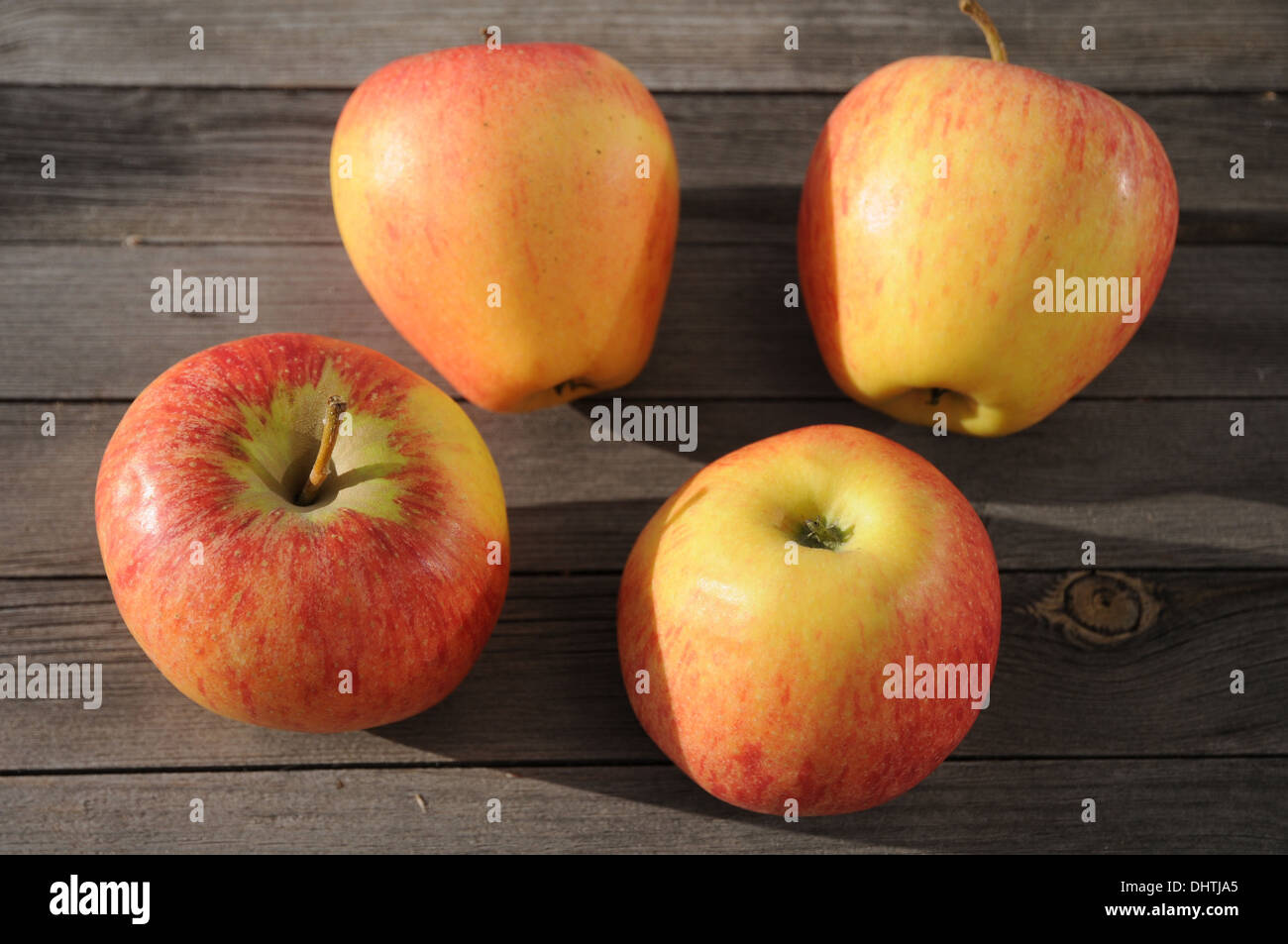 Apple tree malus domestica pinova hi-res stock photography and images ...