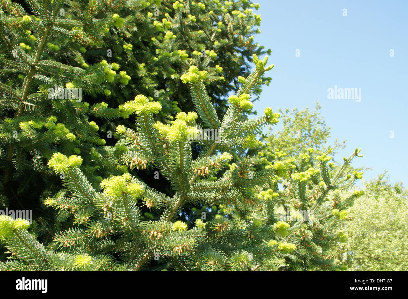 Fir trees greek fir hi-res stock photography and images - Alamy