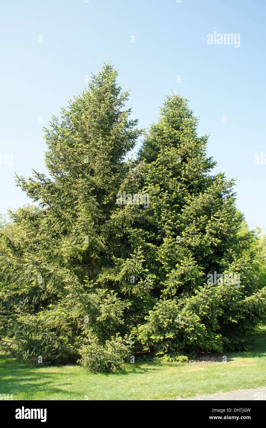 Firs hi-res stock photography and images - Alamy