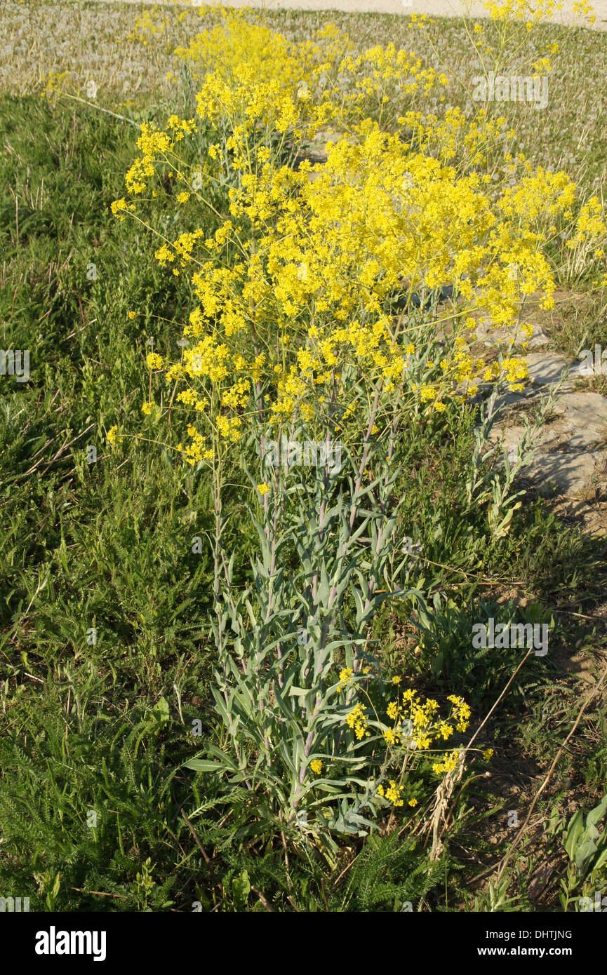 Woad hi-res stock photography and images - Alamy