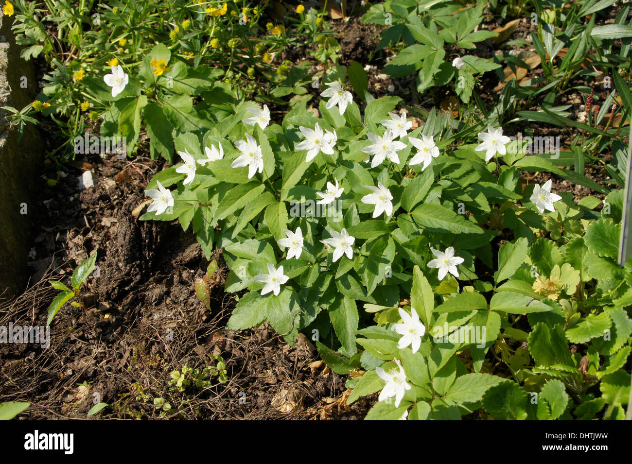 Trifolia hi-res stock photography and images - Alamy