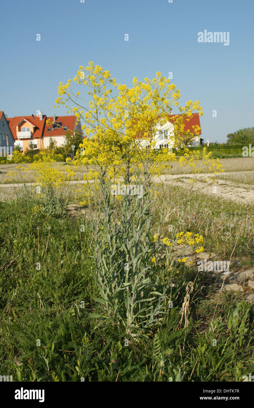 Woad High Resolution Stock Photography and Images - Alamy
