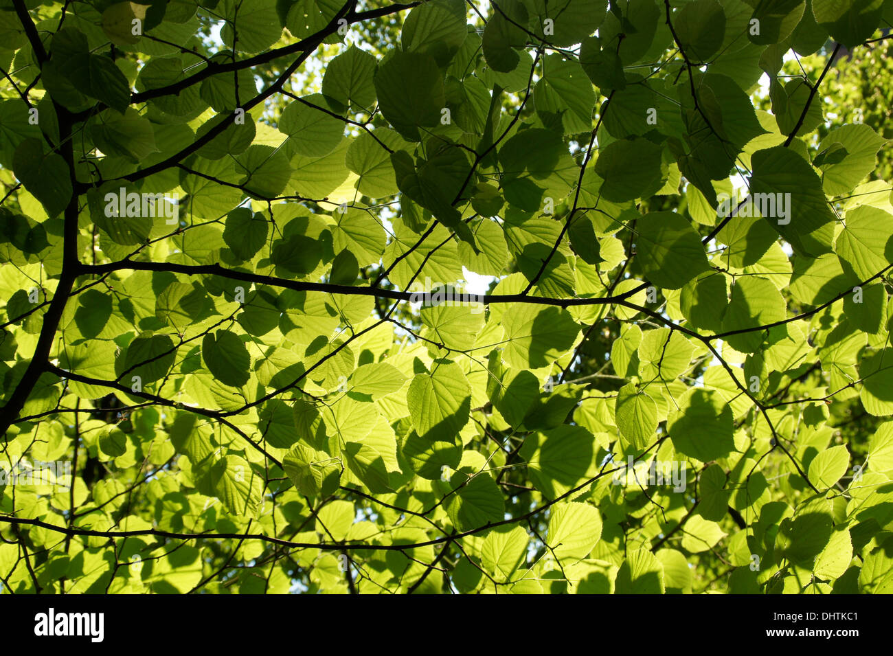 Largeleaved lime hi-res stock photography and images - Alamy