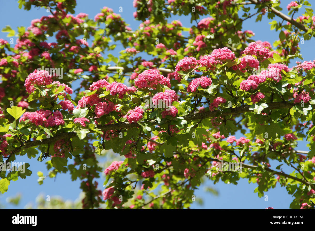 Red hawthorn hi-res stock photography and images - Alamy