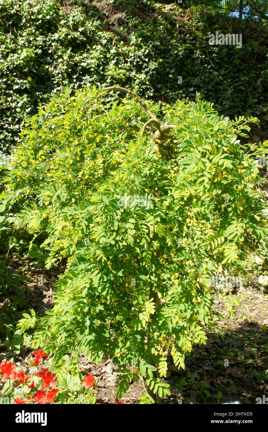 Caragana arborescens pendula hi-res stock photography and images - Alamy