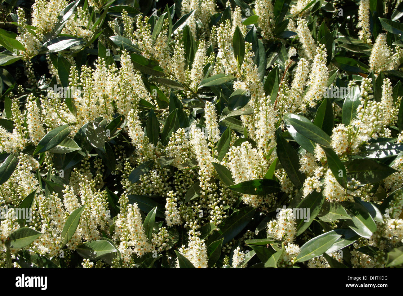 Kirschlorbeer garten hi-res stock photography and images - Alamy