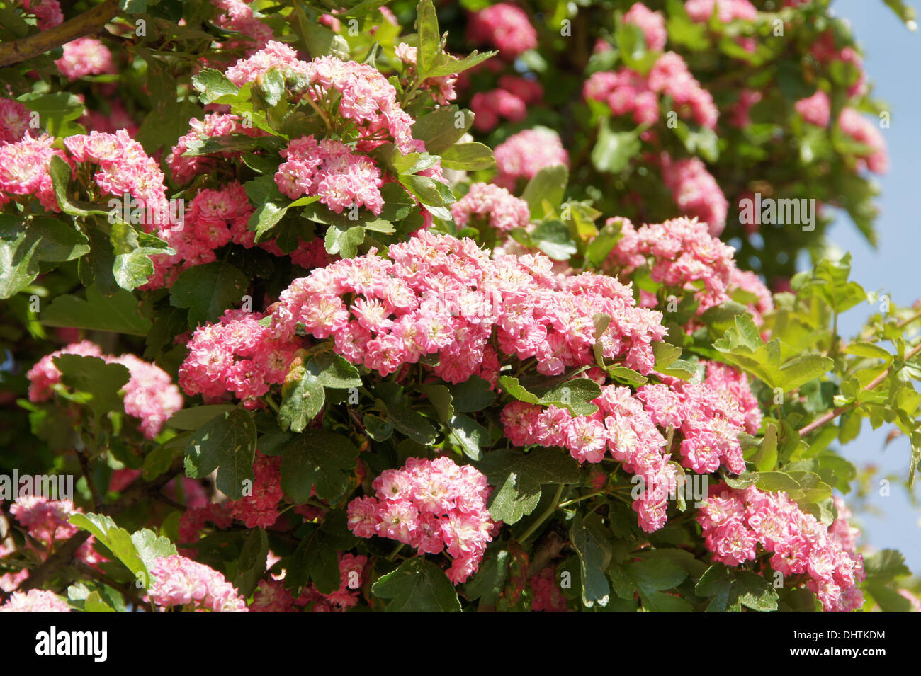 Red hawthorn hi-res stock photography and images - Alamy