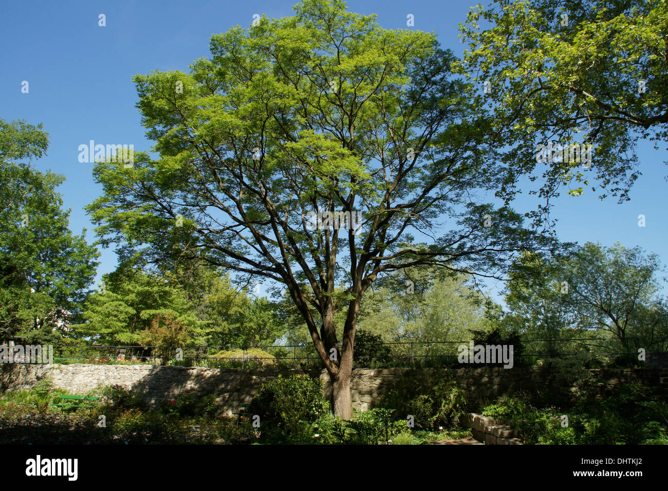 Phellodendron hi-res stock photography and images - Alamy