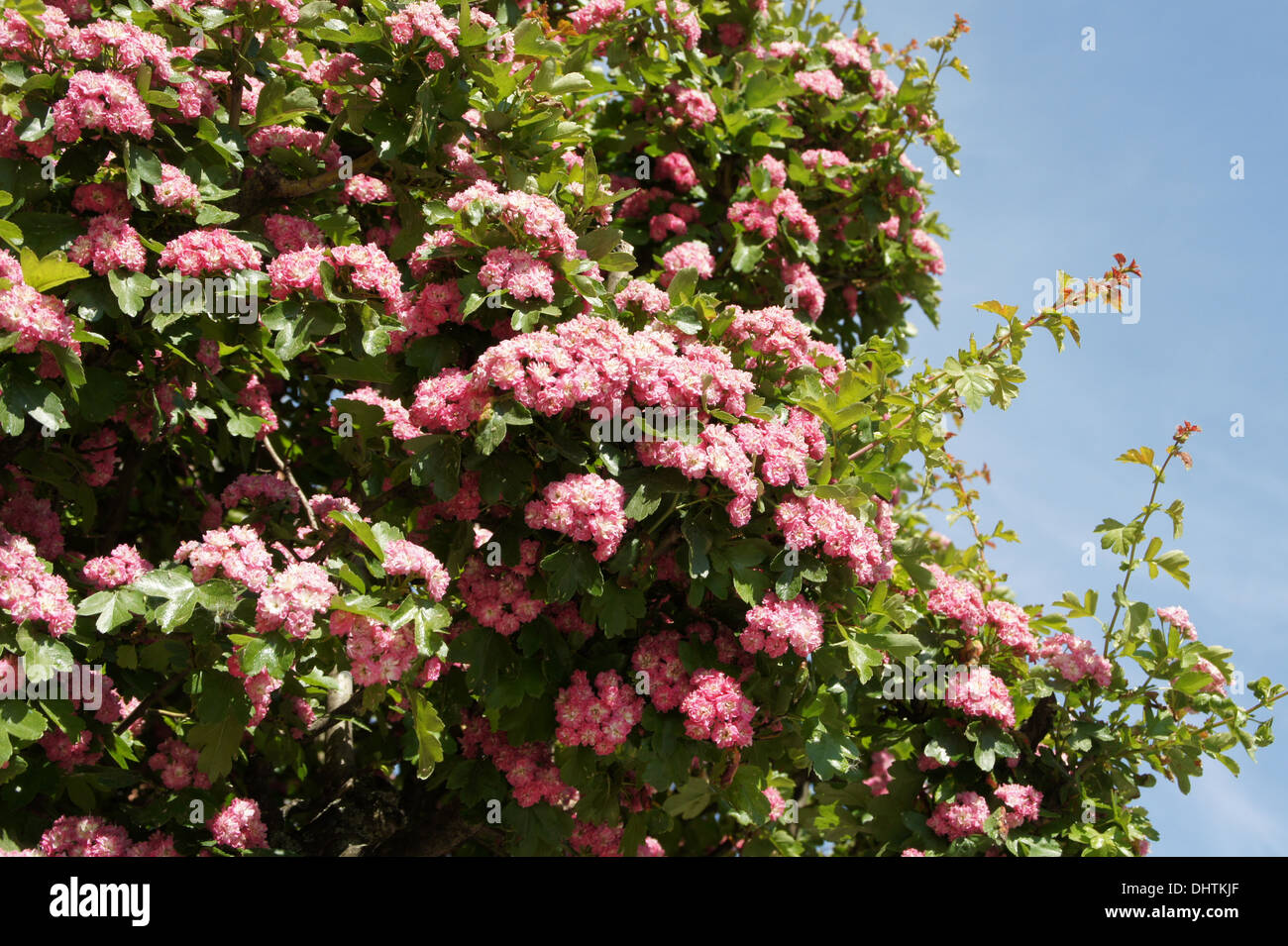 Red hawthorn hi-res stock photography and images - Alamy