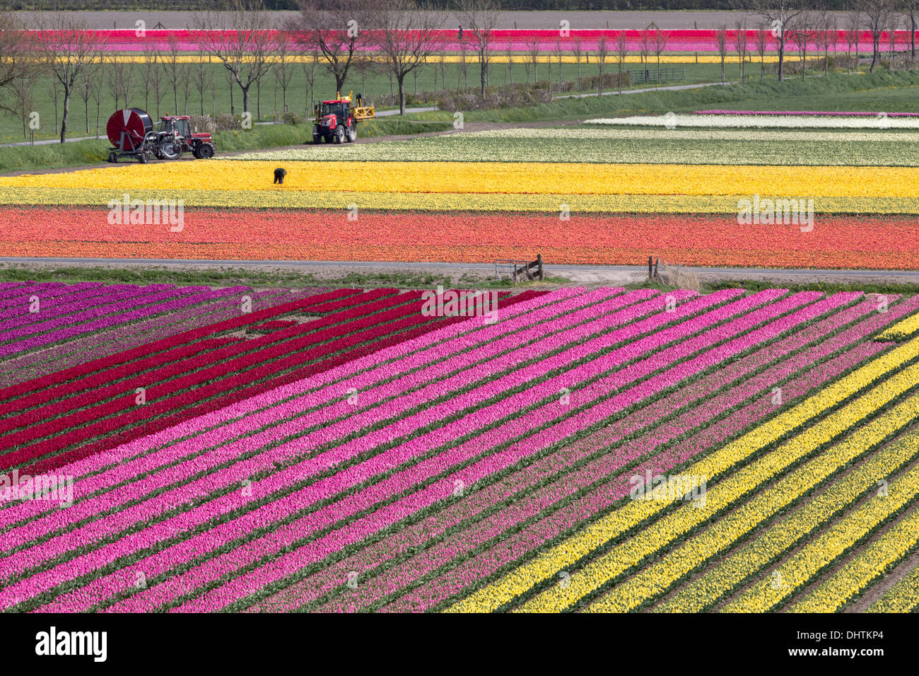 Tulip fields holland aerial hi-res stock photography and images - Alamy