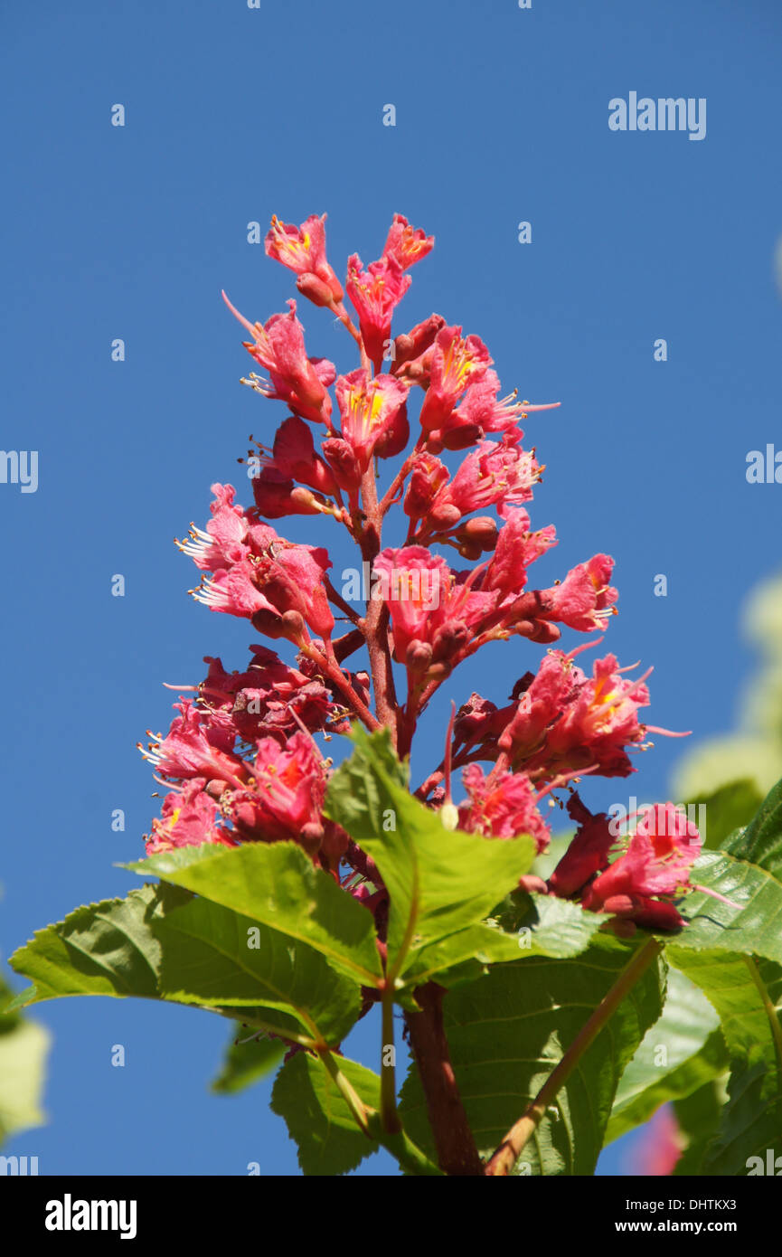 Red horse chestnuts hi-res stock photography and images - Alamy