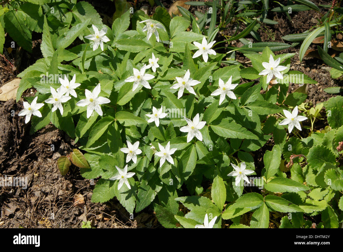 Trifolia hi-res stock photography and images - Alamy