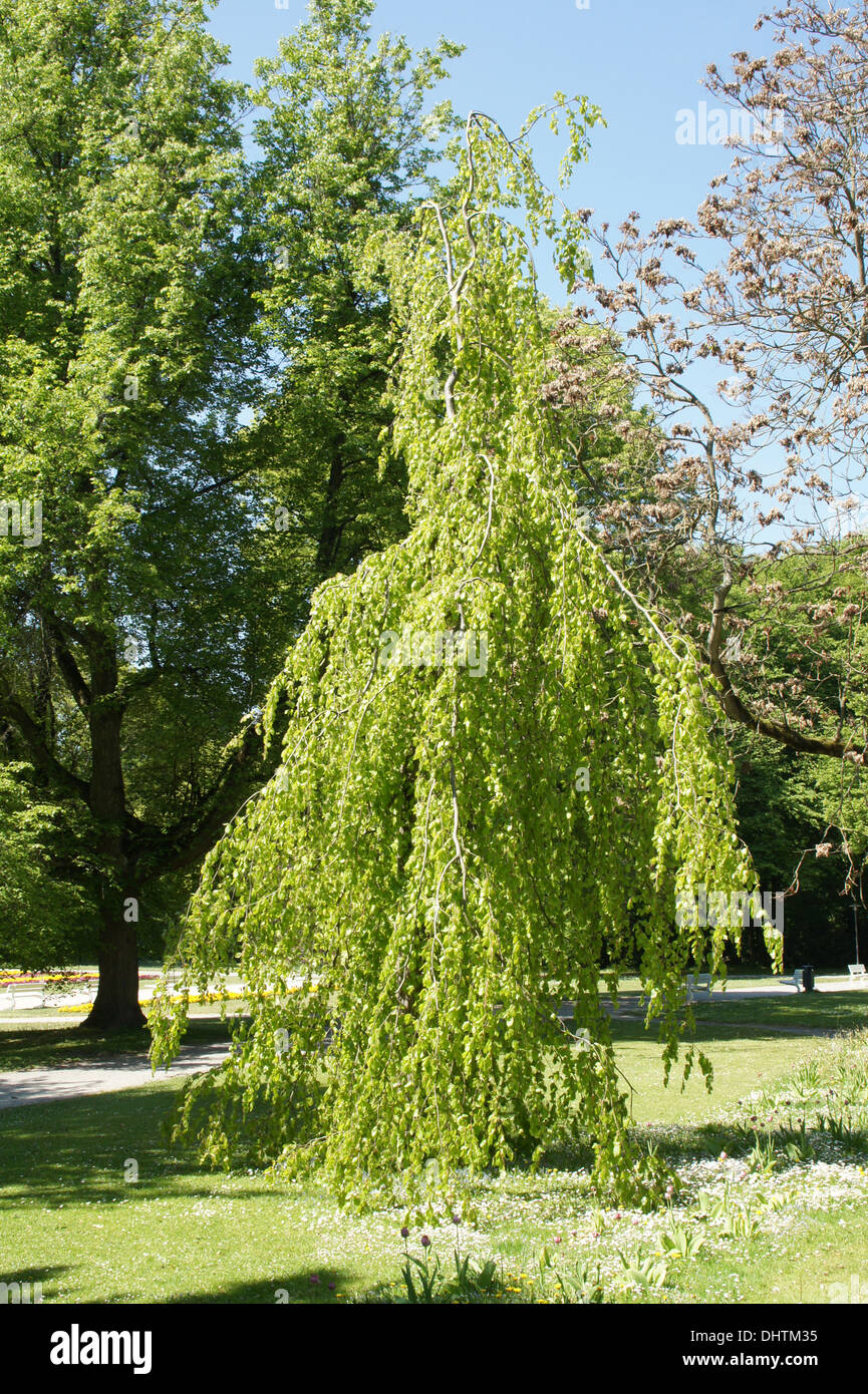 Weeping beech tree hi-res stock photography and images - Alamy