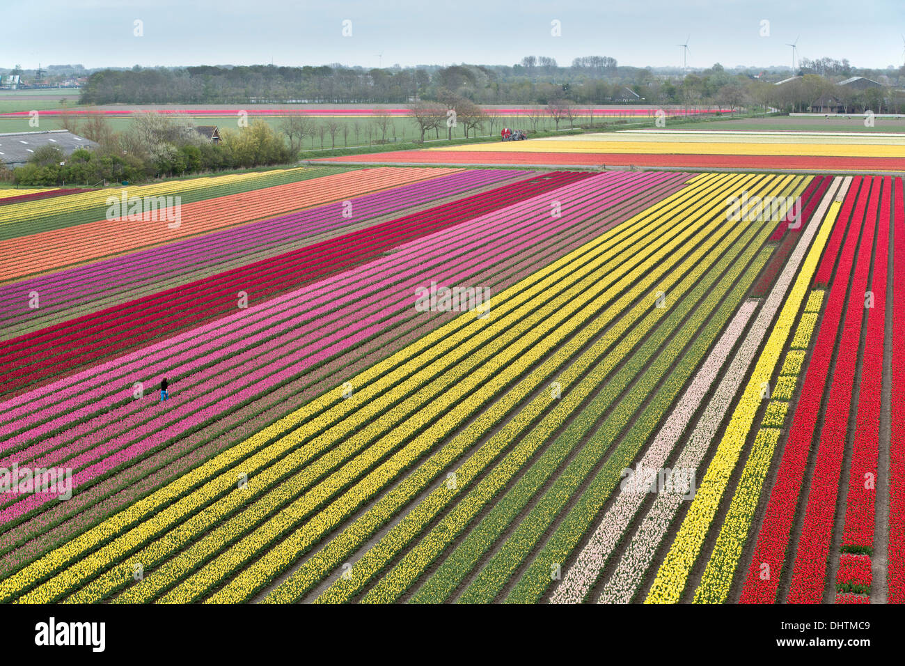 Netherlands, Krabbendam, Aerial view of tulip fields. Farmer at work ...