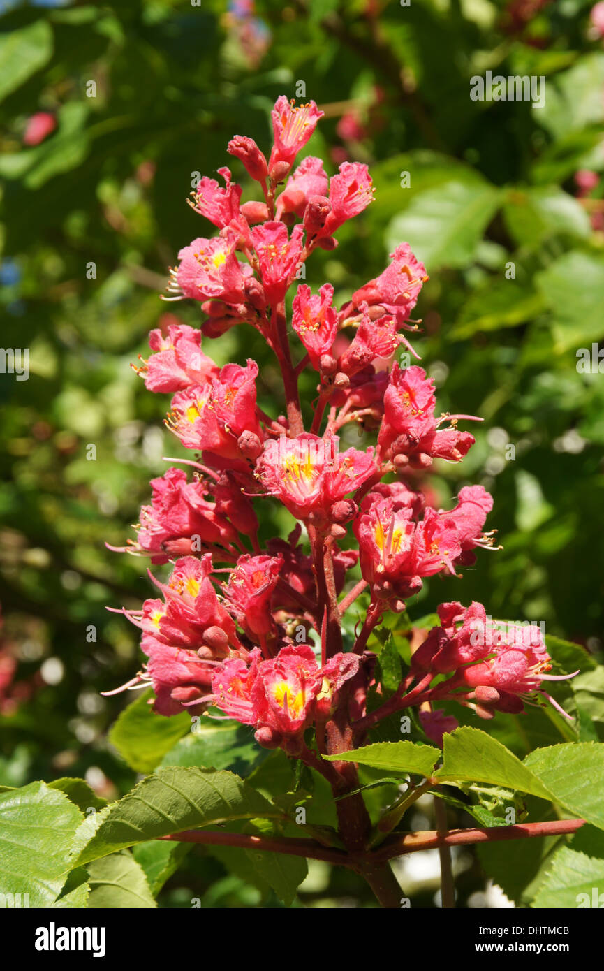 Red horse chestnut Stock Photo - Alamy