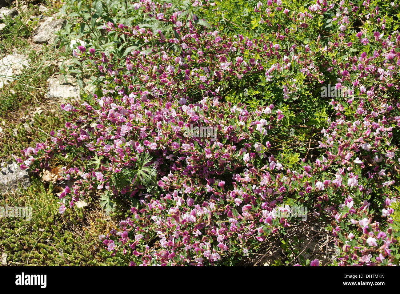 Dwarf broom hi-res stock photography and images - Alamy