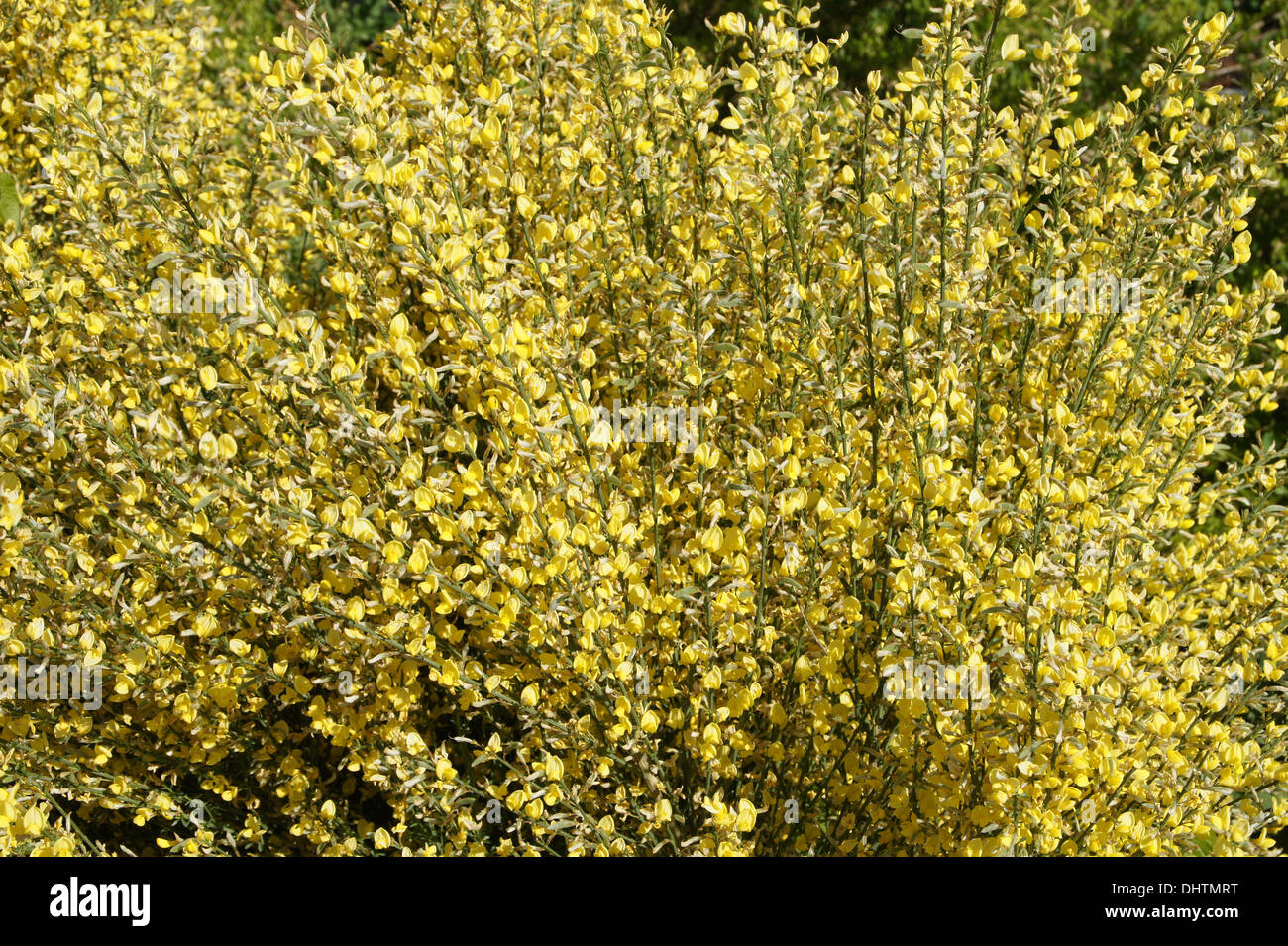 Cytisus x praecox hi-res stock photography and images - Alamy
