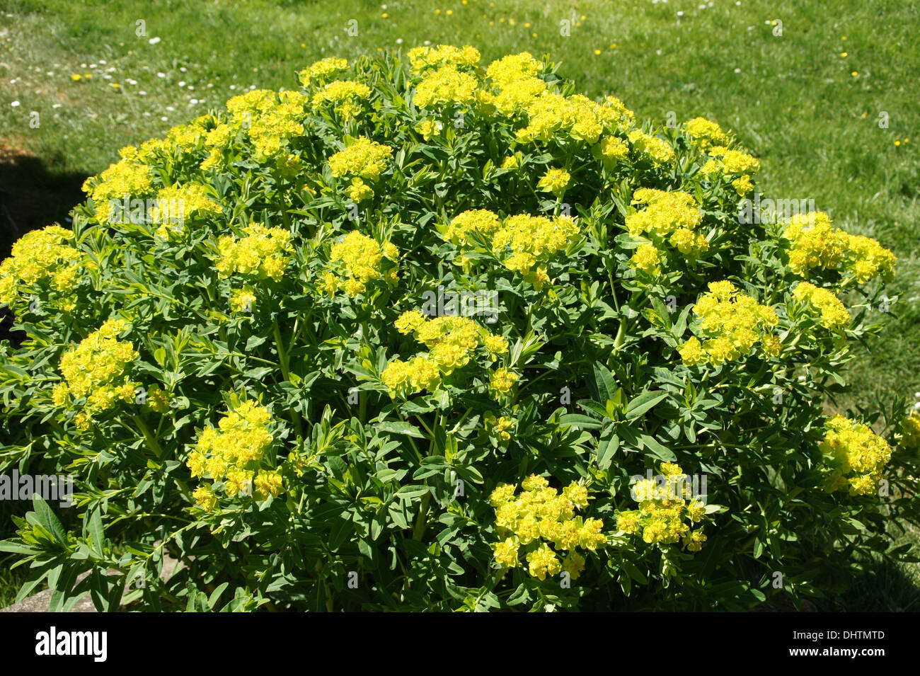 Spurge euphorbia palustris hi-res stock photography and images - Alamy