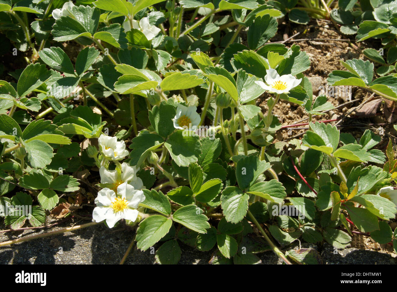 Beach strawberry fragaria chiloensis hi-res stock photography and ...
